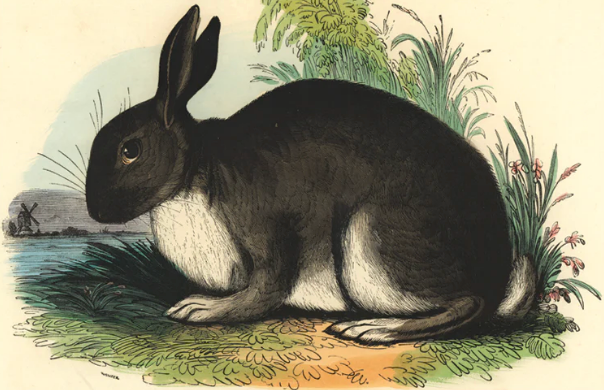 The Rabbit-Postcard – Oxford Exchange Retail